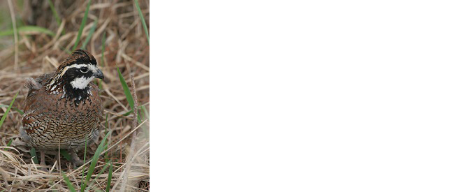 Bob White Quail of SW Indiana - Quail Forever